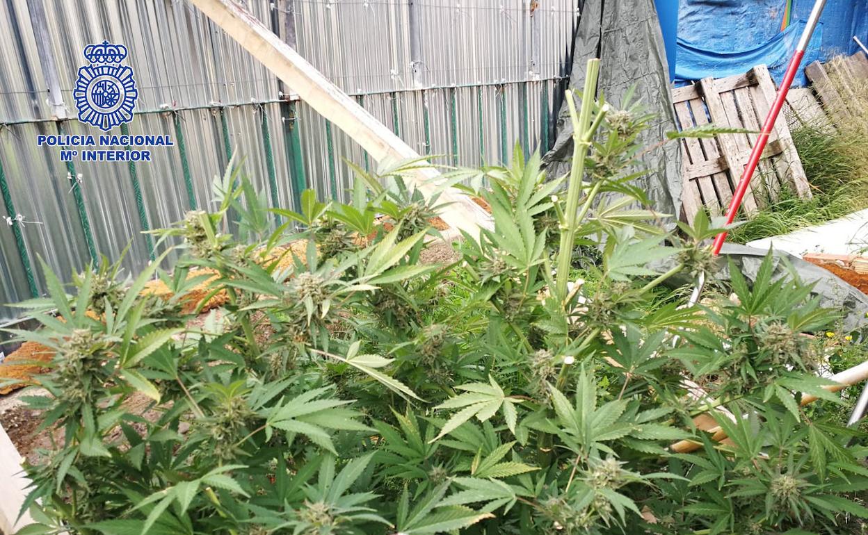 La Policía Nacional desmantela una plantación de marihuana en El Cortijo | La Rioja